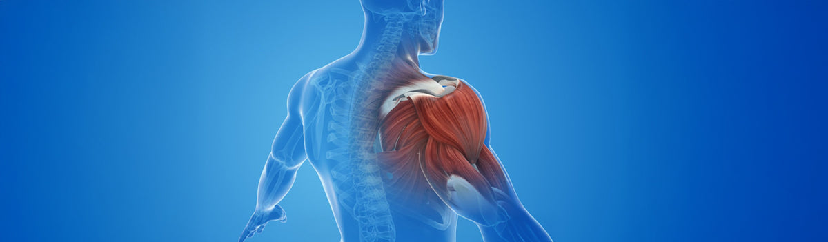 Round Shoulders: Causes, Risk Factors, and Exercises | Express Heat Therapy